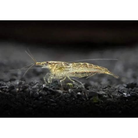 Wild Cherry Shrimp For Sale Australia Neocaridina Micro Aquatic Shop