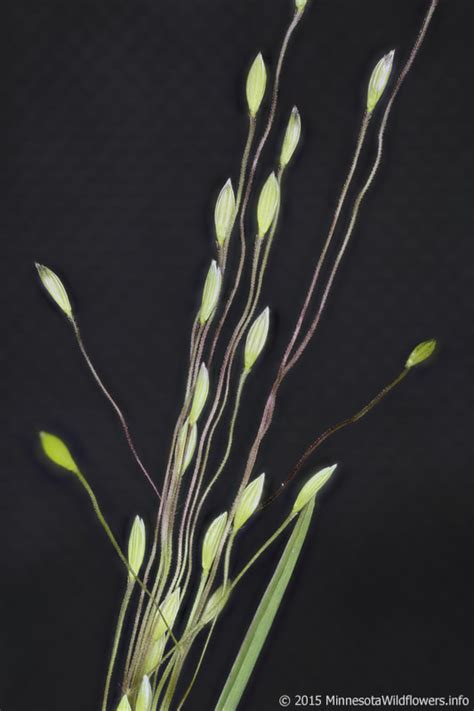 Digitaria Cognata Fall Witch Grass Minnesota Wildflowers