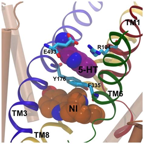 Binding Of Serotonin To The Extracellular Binding Pocket Of Hsert A