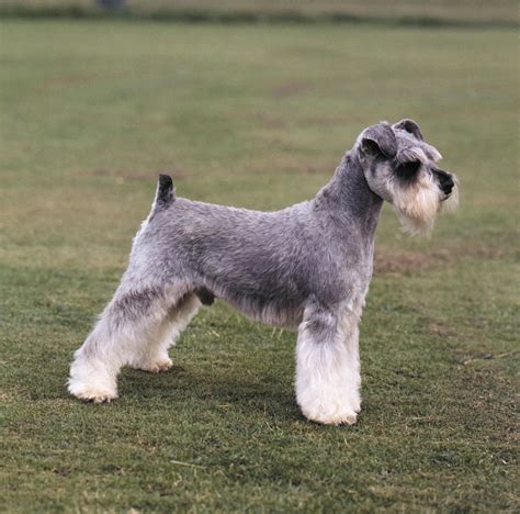 10 Facts About Schnauzers