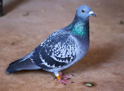 This Fella Showed Up At My Door In Brazil Allegedly All The Way From