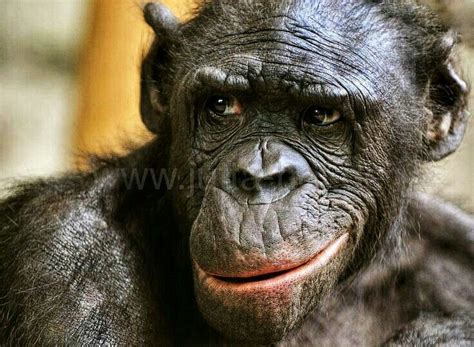 The Incredible Images That Show Us Just How Close We Are To Our Primate