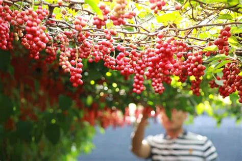 7 Incredible Schisandra Berry Benefits What You Need To Know About