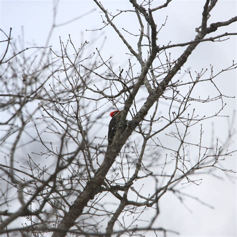 Pileated Woodpecker Bird Watching Academy