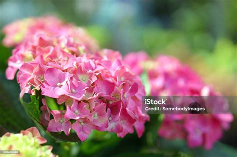 수국 공통접지 이름 수국 또는 Hortensia 수국 Macroph 관목에 대한 스톡 사진 및 기타 이미지 관목 꽃 꽃의