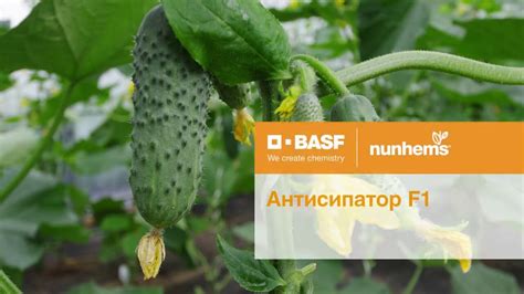огурец для защищенного грунта Антисипатор F1, Nunhems, BASF - YouTube
