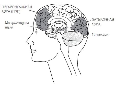 Гиппокамп на мрт картинки