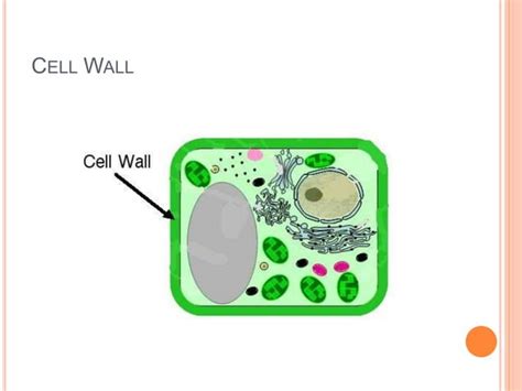 Cell Wall Ppt