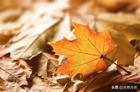 杜甫的登高為學生解讀 每日頭條