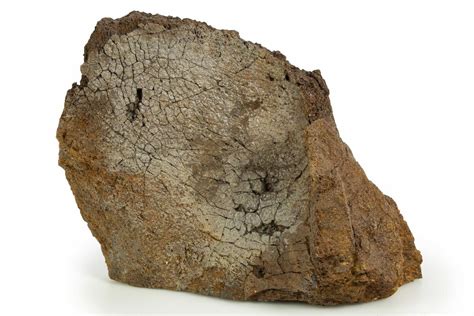6 2 Fossil Dinosaur Bone Section Wyoming 304611 For Sale