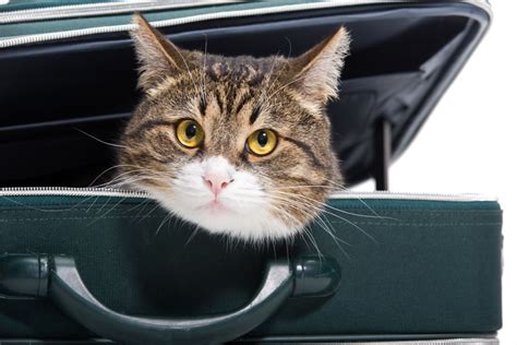 Airline Approved Pet Carriers Pet Travel Skyscanner Ireland