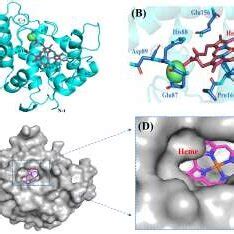 Structure Based Amino Acid Sequence Alignment Of The Mature RDcaUPO