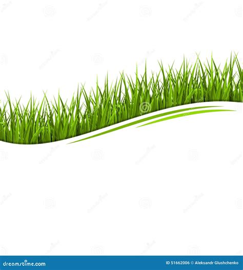 Green Grass Lawn Wave Isolated On White Floral Eco Nature Stock Vector Illustration Of