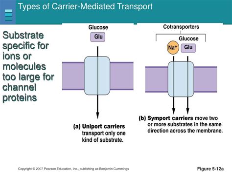 Types Of Carrier Mediated Transport At Isabelle Hugo Blog