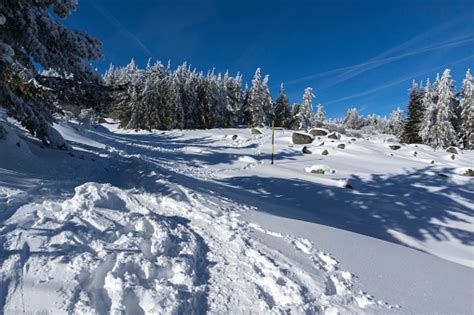 Vitosha 산의 겨울 경치를 눈으로 덮여 나무 소피아 시 지역 불가리아 0명에 대한 스톡 사진 및 기타 이미지 0명
