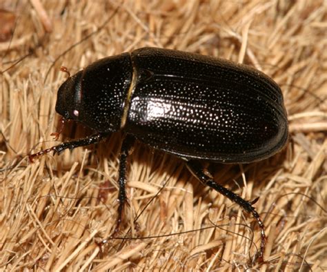 May Beetle Diplotaxis Subcostata Bugguidenet