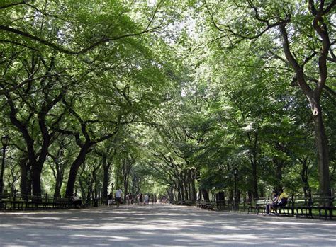 Greener But Not Cleaner How Trees Can Worsen Urban Air Pollution