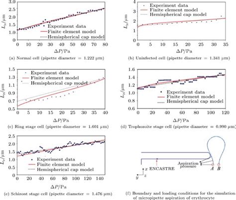 Comparison Between The Two Component Finite Element Model And The