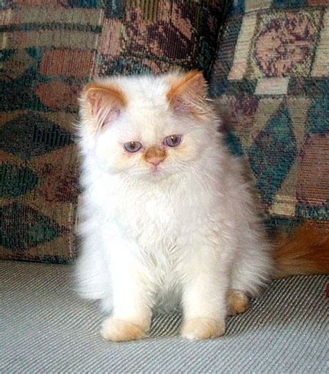 Orange Himalayan Cat