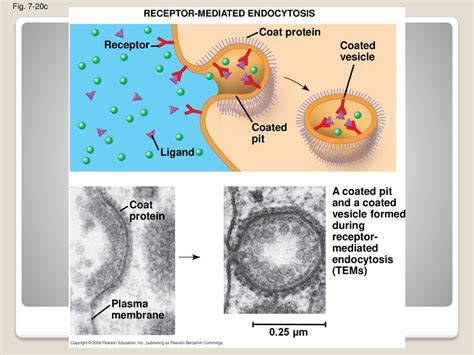 Overview Life At The Edge Ppt Download
