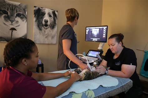 Bluepearl Pet Hospital Brandon Fl