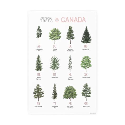 Provincial Trees Of Canada Hand Illustrated Etsy