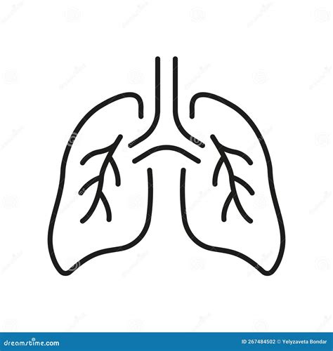 Human Lung Line Icon Bronchi And Trachea Breath System Pictogram Stock