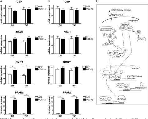Figure 1 From The Peroxisome Proliferator Activated Receptor γ