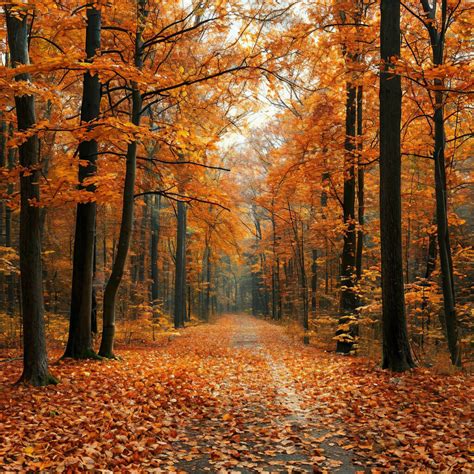 Autumn Forest And Leaf Fall — Image Created In Shedevrum
