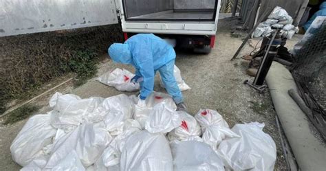 「h5n1」禽流感現蹤彰化縣 動防所全副武裝緊急撲殺190隻肉鴨 生活 Ctwant