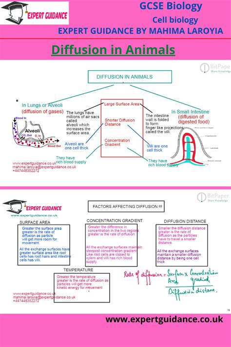 Diffusion In Animals Gcse Biology Cell Biology Complete Revision Summary Notes Video Question