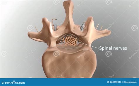 The Spinal Nerves Consist Of 31 Symmetrical Pairs Of Nerves That