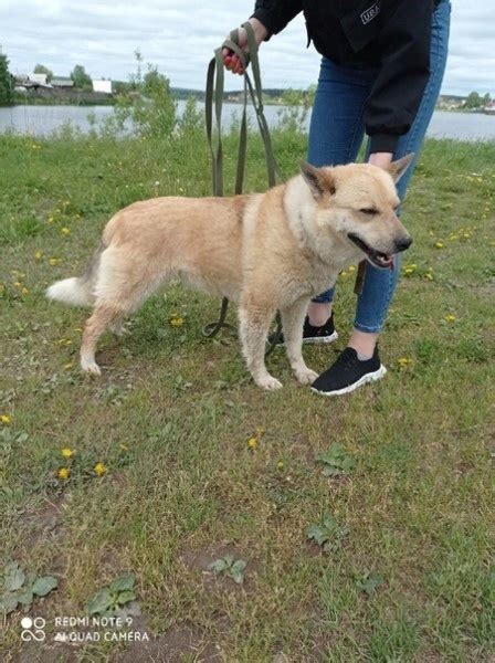 Роки небольшой спокойный песик который больше других собак нуждается в ласке заботе и любви
