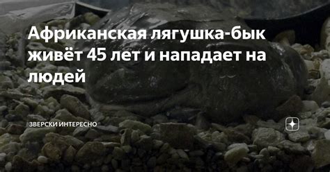Африканская лягушка бык живёт 45 лет и нападает на людей Зверски интересно Дзен