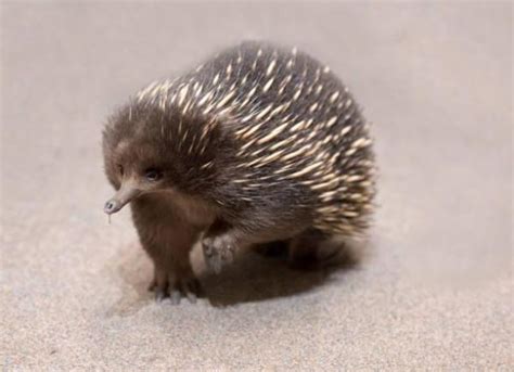 Examples Of Mammals That Lay Eggs Monotremes