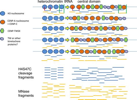 Model Of Centromeric Chromatin H3 And Cenp Acontaining Nucleosomes Are