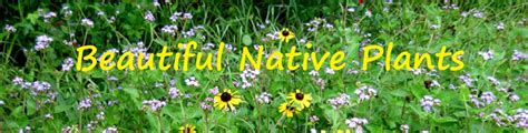 Beautifulnativeplants Pollinators And Native Vs Non Native Plants