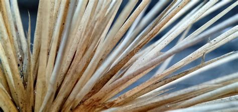The Close Up Photo Pattern Of Beach Grass Plants In Indonesia Is