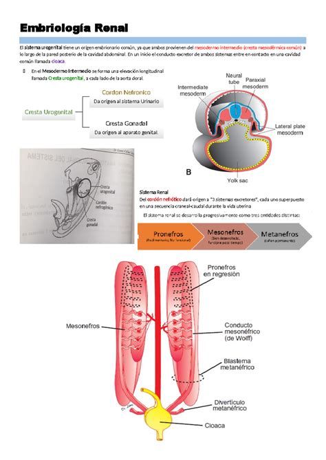 Embriologia Renal Es Buena La Info Te Ayudara Embriología Renal El