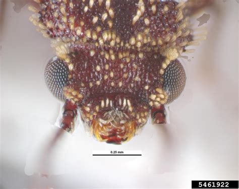 Powderpost Beetle Minthea Reticulata Lesne 1931