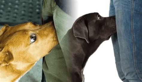 Los Perros Pueden Detectar Si Has Tenido Relaciones Sexuales Al Oler Tus Partes Intimas Por