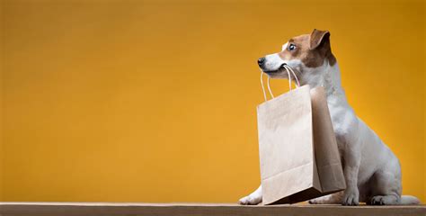 노란색 배경에 입에 종이 봉지를 들고 있는 잭 러셀 테리어 강아지의 초상화 공간을 복사합니다 개에 대한 스톡 사진 및 기타 이미지 Istock