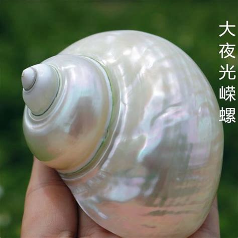 珍珠螺图片 配图网