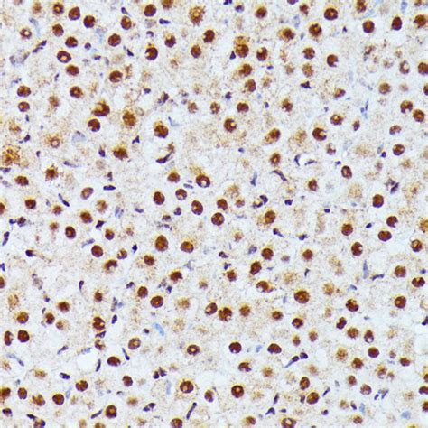Id2 Antibody Sab Signalway Antibody