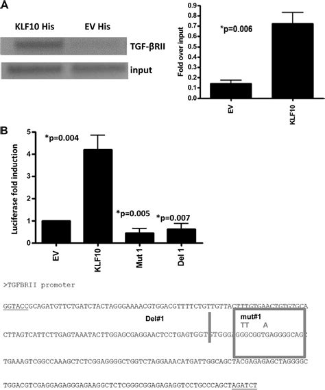 klf10 binds to and transactivates the promoter activity of tgfrii in