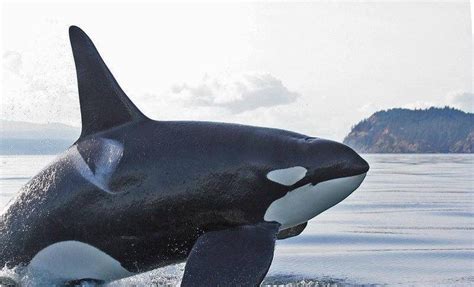 The Most Used Predator Class General Discussion Predator Hunting