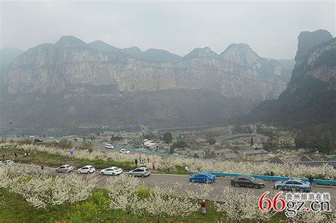 贵州又到赏花季——凹河万亩樱桃花开 贵州旅游在线