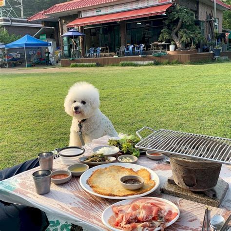 반려생활 야외 뷰 맛집 애견동반 식당 Best3 남양주 금남멧돼지남양주 돌미나리집쥐꼬리명당식당