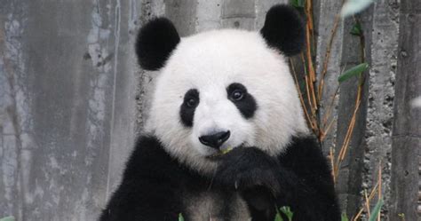How To Use The Pda Panda Support Strategies Support Essentials