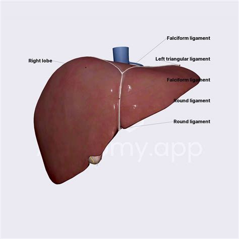 Round Ligament Model